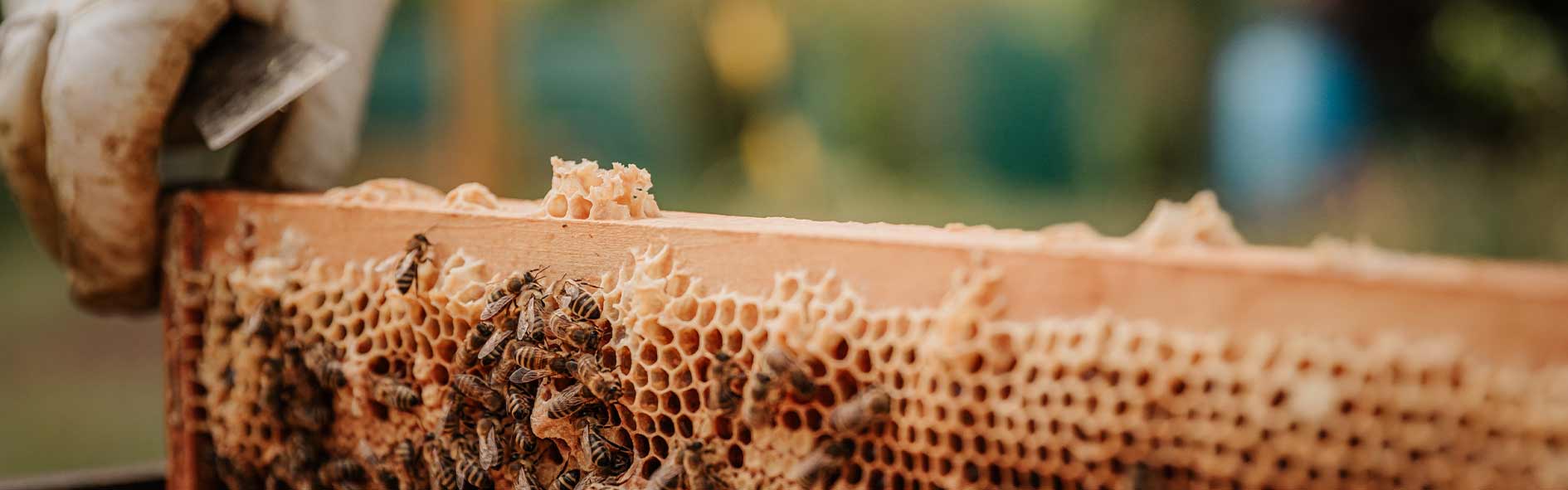 ¿Qué es la Apicultura? - Escuela Terapias Bienestar